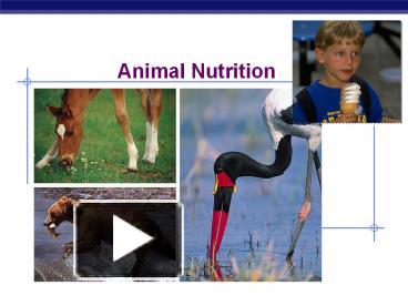 PPT – Animal Nutrition PowerPoint presentation | free to view - id ...