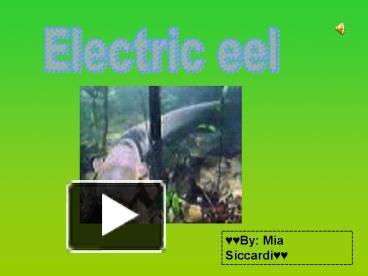 PPT – Electric eel PowerPoint presentation | free to view - id: 52ce32 ...