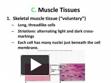 PPT – C. Muscle Tissues PowerPoint presentation | free to download - id ...