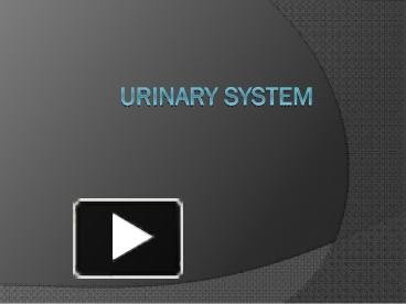 Urinary System presentation | free to download