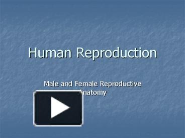 PPT – Human Reproduction PowerPoint presentation | free to view - id ...