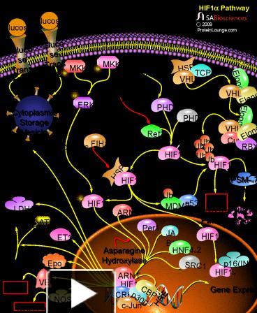 HIF1a Pathway presentation | free to download