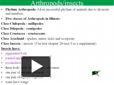 Arthropods/insects presentation | free to download