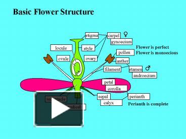 PPT – Basic Flower Structure PowerPoint presentation | free to download ...