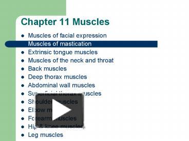 PPT – Chapter 11 Muscles PowerPoint presentation | free to download ...