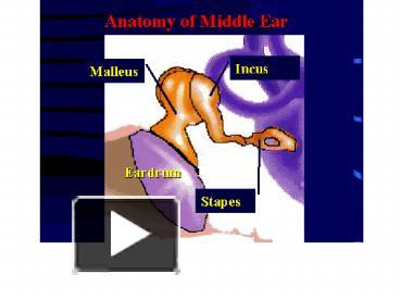 PPT – Anatomical Homology PowerPoint presentation | free to download ...