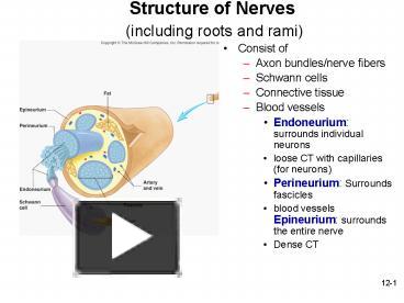 PPT – Structure of Nerves (including roots and rami) PowerPoint ...