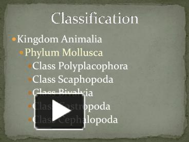 Kingdom Animalia presentation | free to view