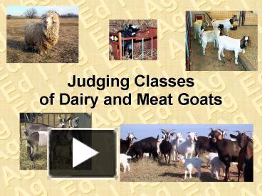 PPT – Judging Classes of Dairy and Meat Goats PowerPoint presentation ...