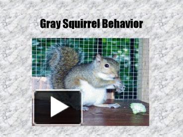 PPT – Gray Squirrel Behavior PowerPoint presentation | free to view ...