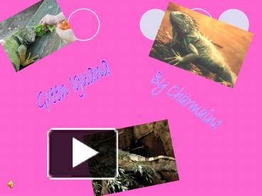 The Green Iguana presentation | free to view