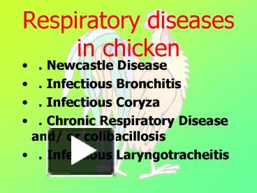 Respiratory diseases in chicken presentation | free to view