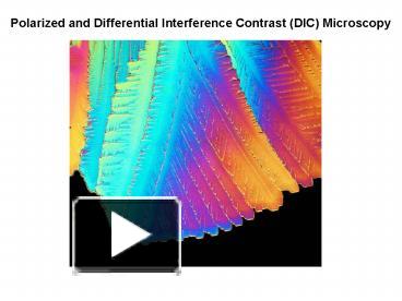 Polarized and Differential Interference Contrast (DIC) Microscopy ...
