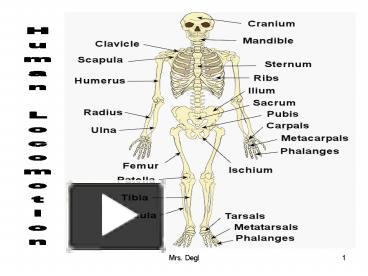 Human Locomotion presentation | free to view