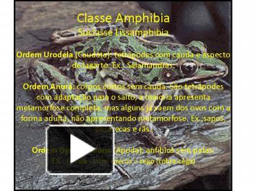 Classe Amphibia Suclasse Lissamphibia Ordem Urodela (Caudata): tetr ...