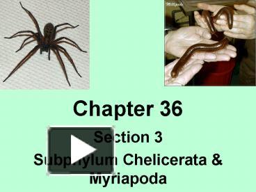 PPT – Subphylum Chelicerata PowerPoint presentation | free to view - id ...