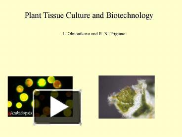 Plant Tissue Culture and Biotechnology presentation | free to view