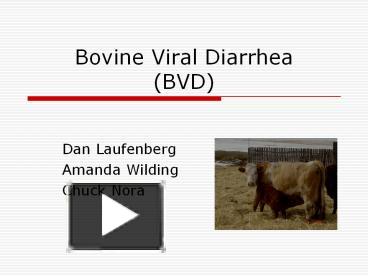 PPT – Bovine%20Viral%20Diarrhea%20(BVD) PowerPoint presentation | free ...