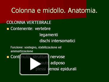 PPT – Colonna e midollo. Anatomia. PowerPoint presentation | free to ...