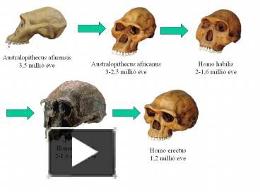 Australopithecus afarensis presentation | free to download