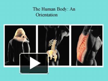 PPT – The Human Body: An Orientation PowerPoint presentation | free to ...
