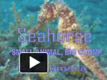 Seahorse presentation | free to view