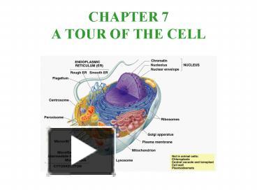 PPT – CHAPTER 7 A TOUR OF THE CELL PowerPoint presentation | free to ...