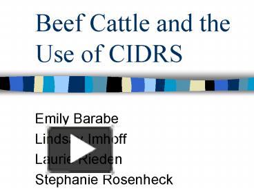 PPT – Beef Cattle and the Use of CIDRS PowerPoint presentation | free ...