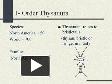 PPT – 1 Order Thysanura PowerPoint presentation | free to view - id ...