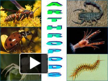 ARTHROPODS presentation | free to view