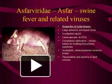 PPT – Asfarviridae Asfar swine fever and related viruses PowerPoint ...