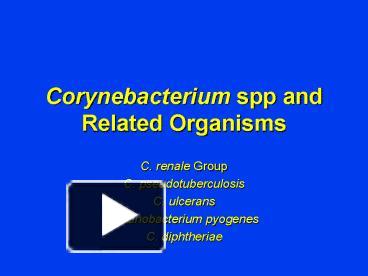 PPT – Corynebacterium spp and Related Organisms PowerPoint presentation ...