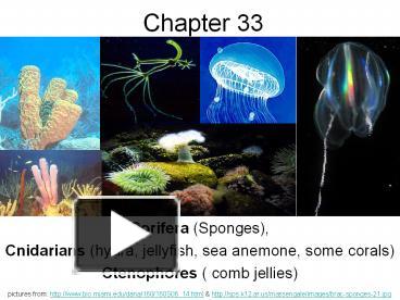Porifera (Sponges), presentation | free to download