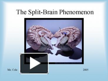 PPT – The Split-Brain Phenomenon PowerPoint presentation | free to view ...