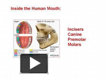 Inside the Human Mouth: presentation | free to view