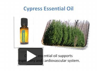 PPT – doTERRA Cypress Essential Oil Online PowerPoint presentation ...