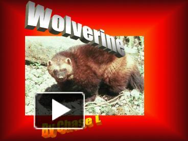 PPT – Wolverine PowerPoint presentation | free to view - id: 6550c-ZDc1Z
