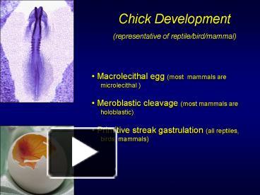 Chick Development presentation | free to view