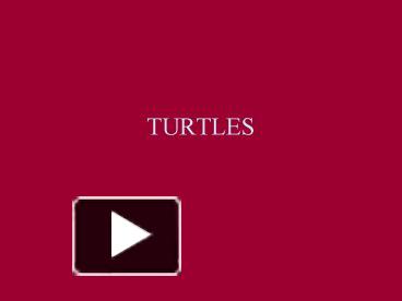 PPT – TURTLES PowerPoint presentation | free to view - id: 66586-ZDBiN