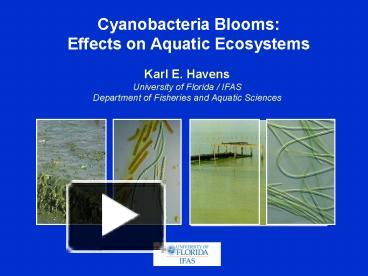 Cyanobacteria Blooms: presentation | free to view