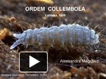 PPT – ORDEM COLLEMBOLA Lubbock, 1869 PowerPoint presentation | free to ...