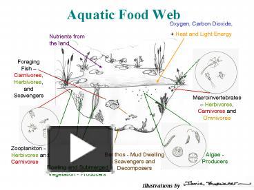 Aquatic Food Web presentation | free to download