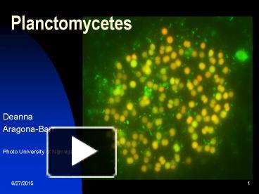 Planctomycetes presentation | free to view
