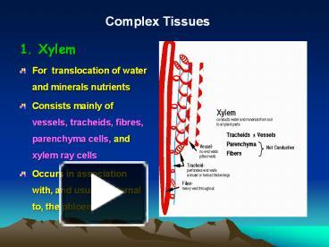 1. Xylem presentation | free to view