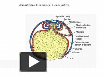 Extraembryonic Membranes of a Chick Embryo presentation | free to download