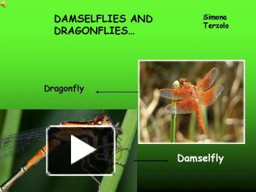 Dragonfly presentation | free to view