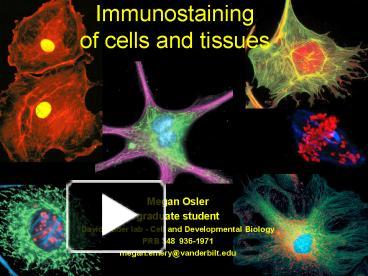 Immunostaining of cells and tissues presentation | free to view