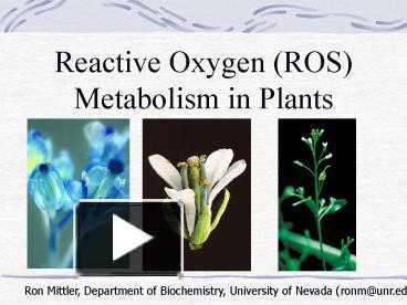 Reactive Oxygen ROS Metabolism in Plants presentation | free to view