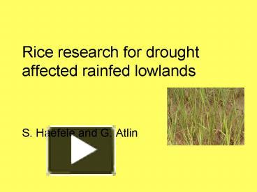 Rice research for drought affected rainfed lowlands presentation | free ...