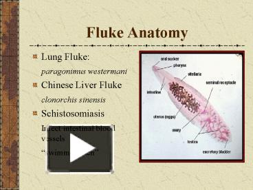 Fluke Anatomy presentation | free to view